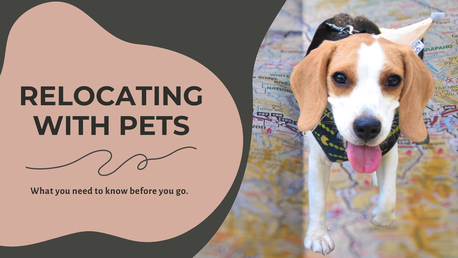 What to know about relocating with pets - Perspectives from A Broad